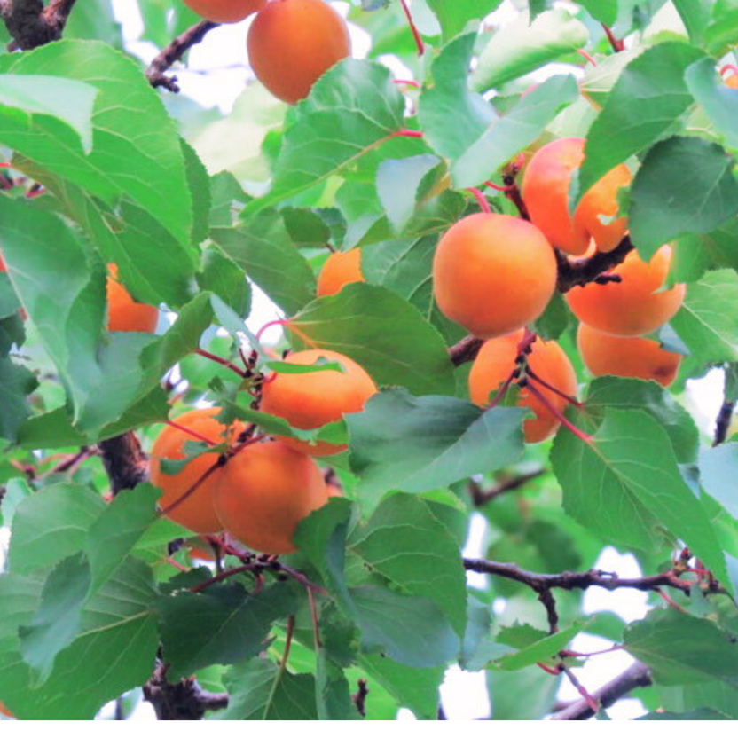 Frisian Clove Gouda 200g – Himalayan Products